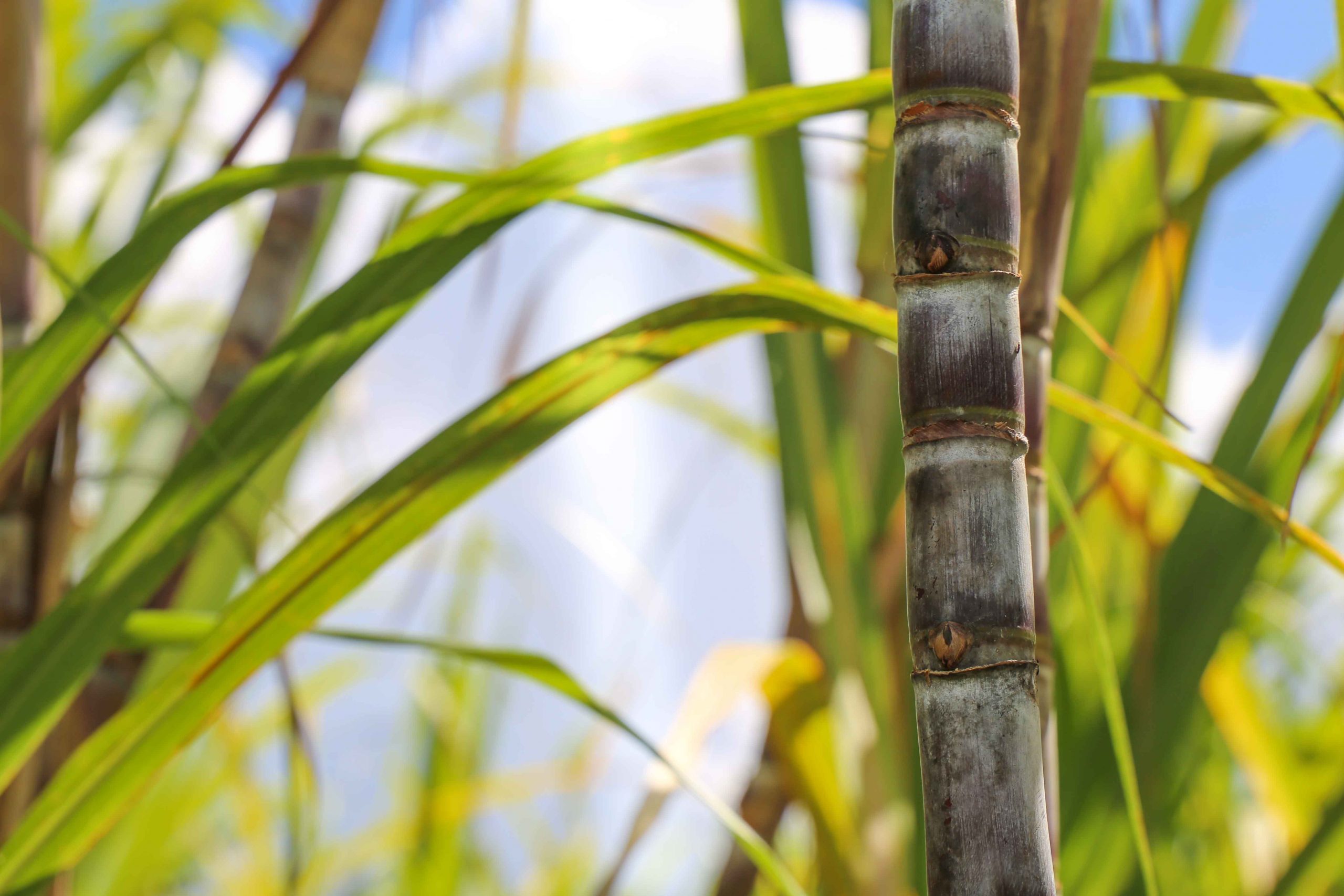 Partnering with Raizen, innovators in sustainability - Tate & Lyle ...