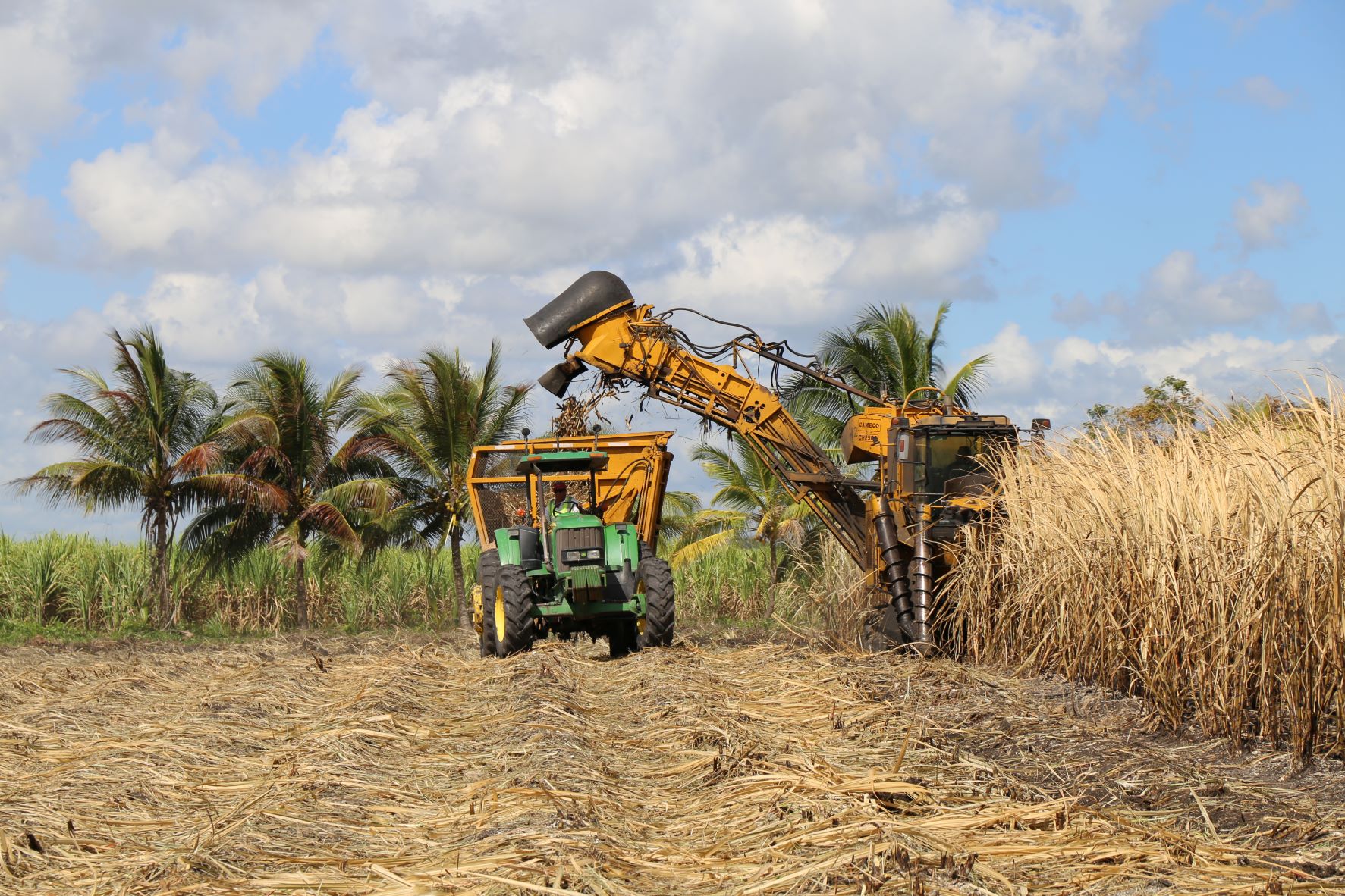 Building the Adaptive Capacity of Sugarcane Farmers in Belize - Tate ...